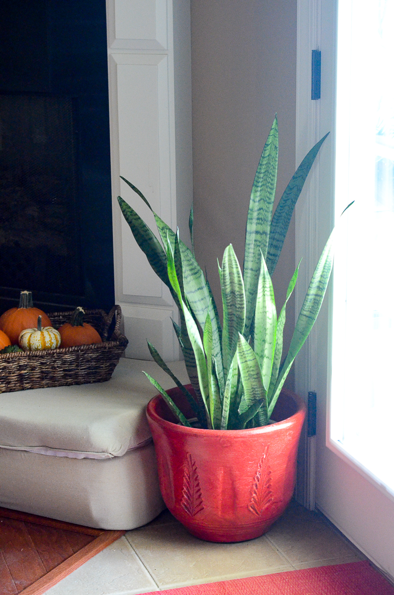 Inexpensive Fall Decor with House Plants - The Gifted Gabber