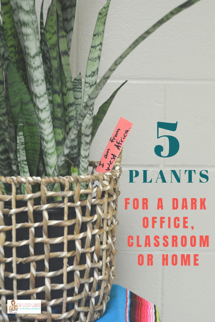 5 Easy Plants for a Dark Classroom or Office - The Gifted Gabber