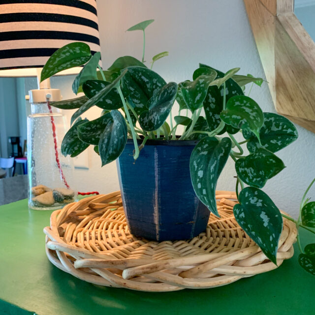 My 5 Favorite of the Most Common House Plants