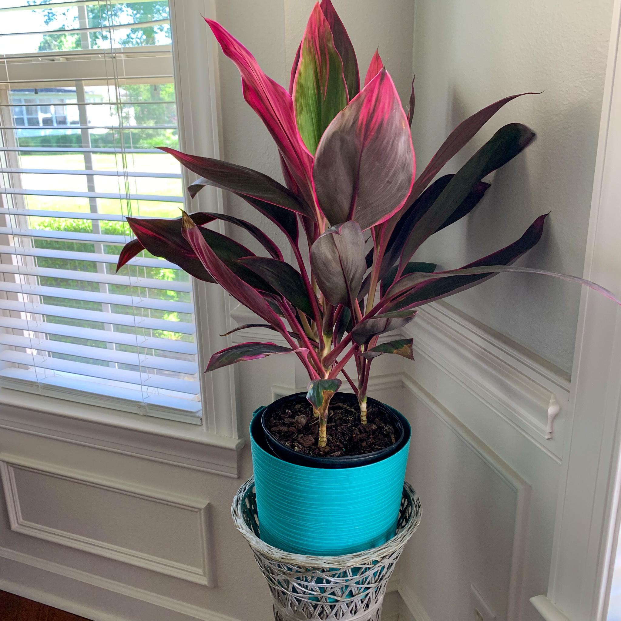 The Best Valentine's Day Plants to Gift and Style